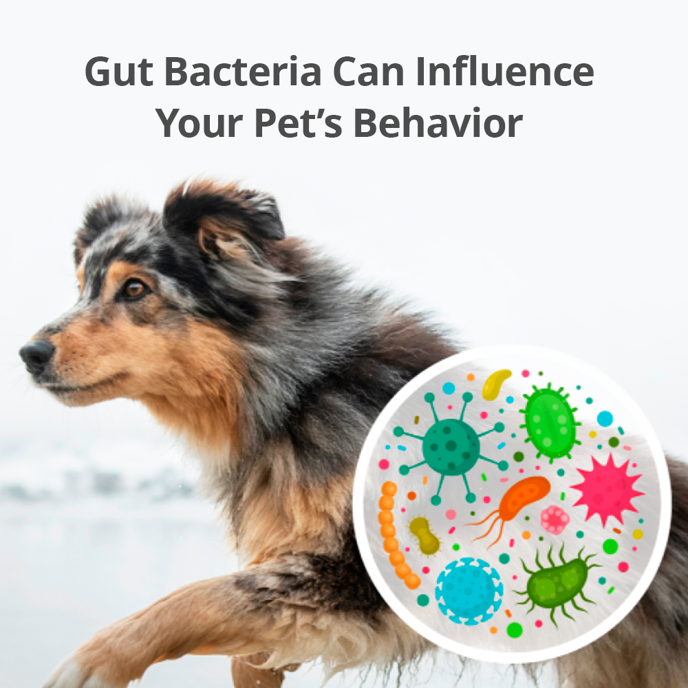 Buy the Dog & Cat Microbiome Analysis Kit | Petivity