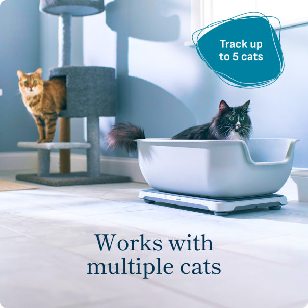 Buy the Smart Litter Box Monitor | Petivity