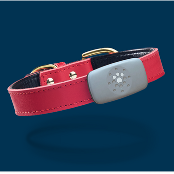 Petivity Smart GPS + Activity Tracker for Dogs