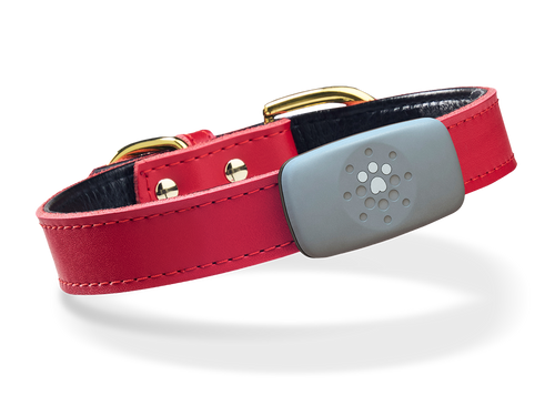 Smart Activity & GPS Tracker for Dogs | Petivity