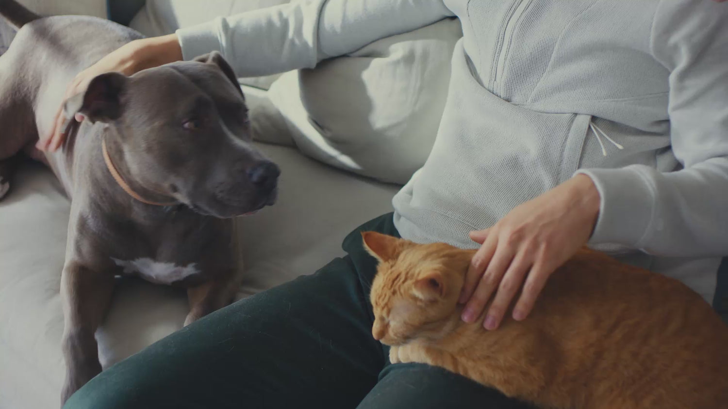 Pet Health Care Products - Smart Devices & Health Tests | Petivity