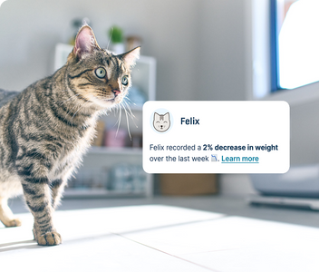 Cat Urea: Understanding Its Role in Kidney Health | Petivity