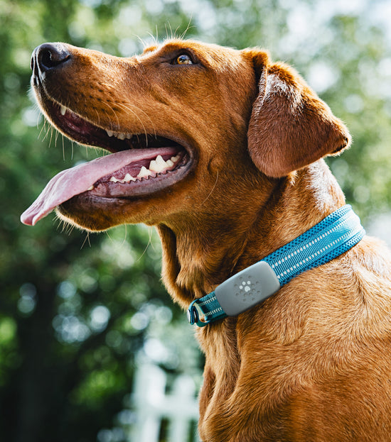 Petivity Smart GPS + Activity Tracker for Dogs