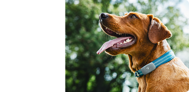 Smart Activity & GPS Tracker for Dogs | Petivity